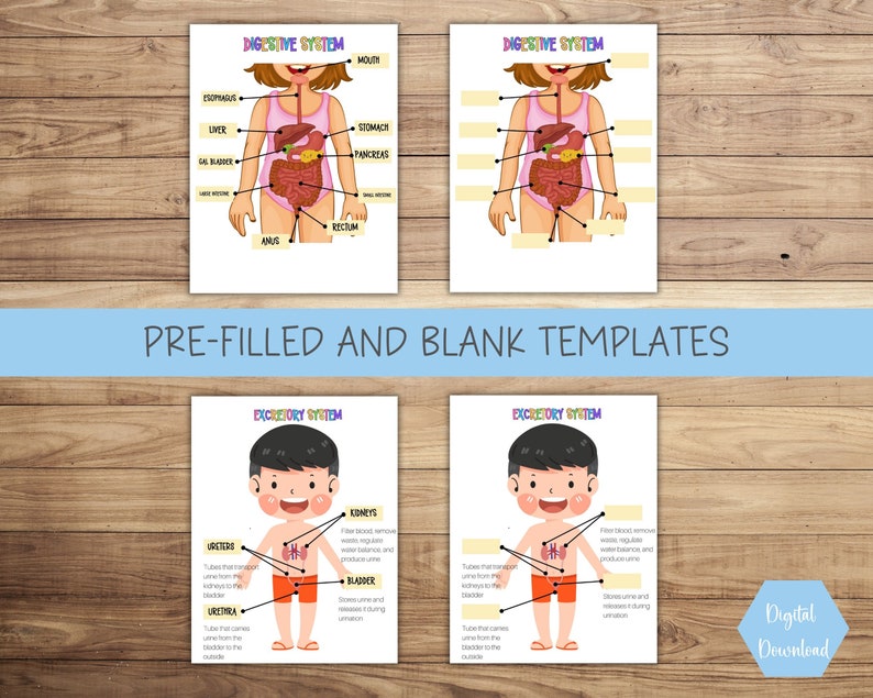 Human Anatomy Digestive and Excretory System Bundle, About Me ...