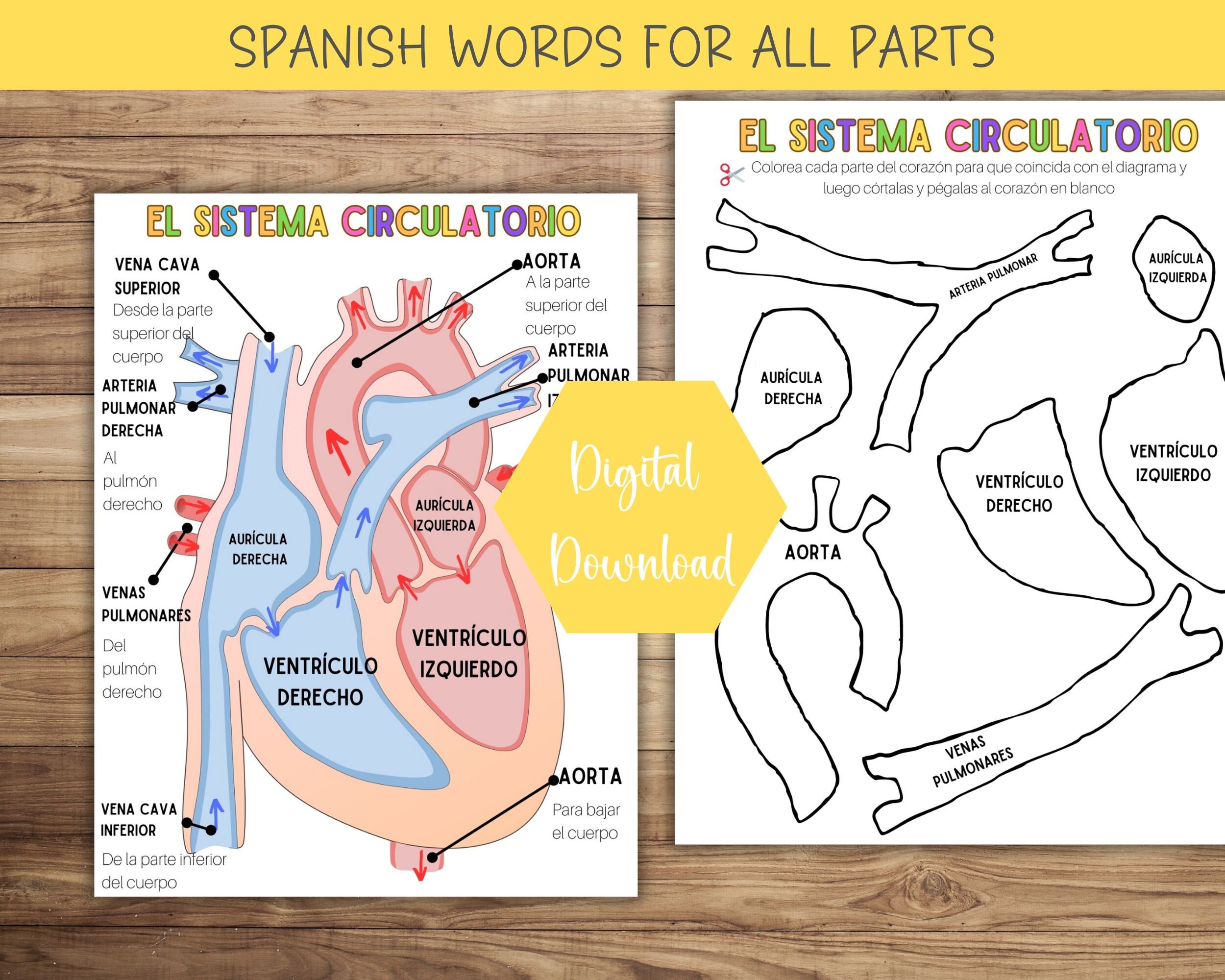 SPANISH Human Anatomy Circulatory System Busy Book Printable Preschool ...