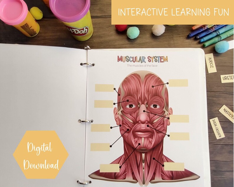 Muscular System Busy Book Printable Quiet Book Human Anatomy for Kids ...