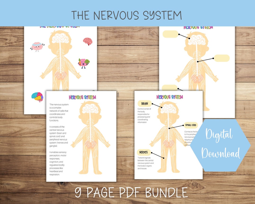 Human Nervous System Anatomy Bundle, About Me Homeschool Curriculum ...