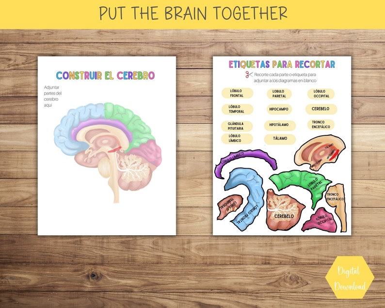 SPANISH Human Nervous System Anatomy Bundle, About Me Homeschool ...