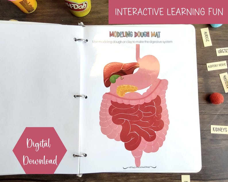 Digestive System Busy Book Printable Quiet Book Human Anatomy for Kids ...