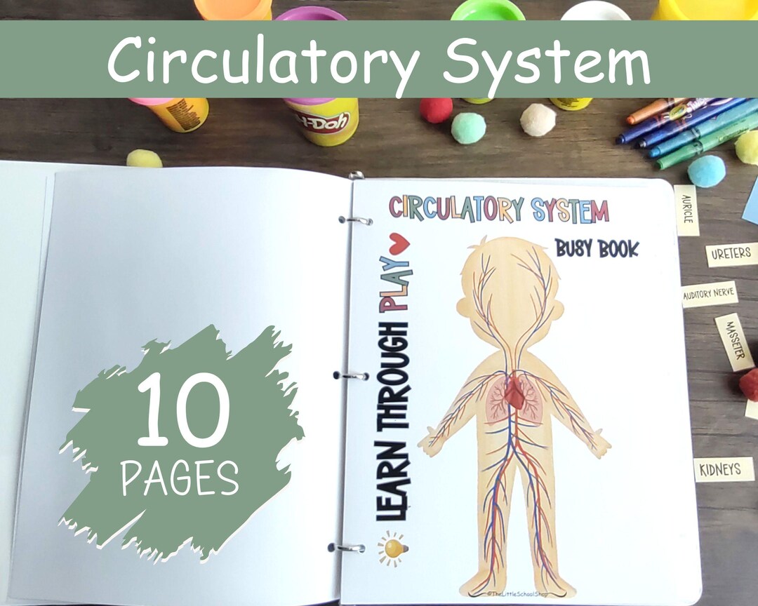 Circulatory System Busy Book Printable Quiet Book Human Anatomy for ...
