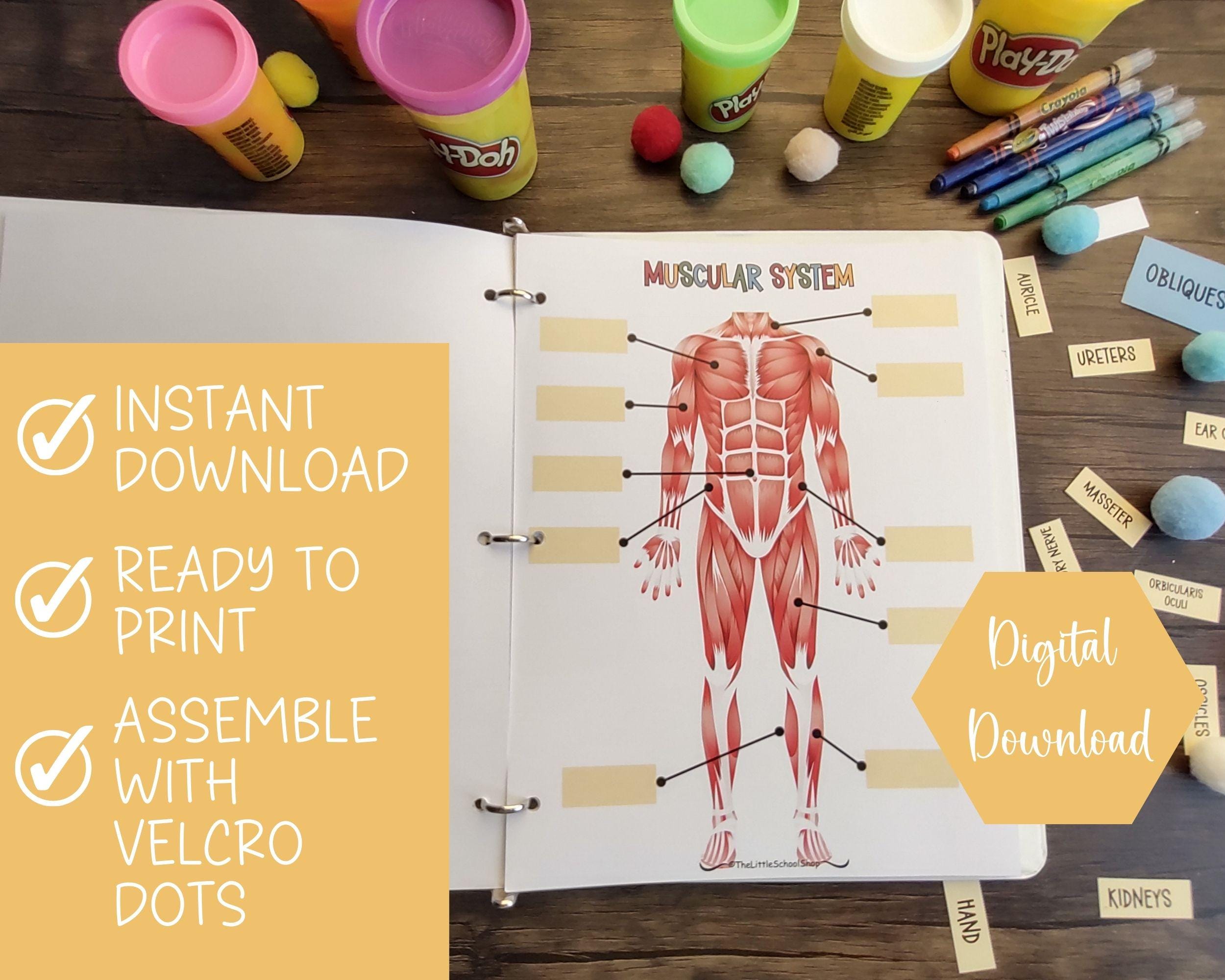 Muscular System Busy Book Printable Quiet Book Human Anatomy for Kids ...