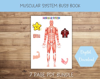 Muscular System Learning Bundle Human Anatomy Activity About Me Toddler ...