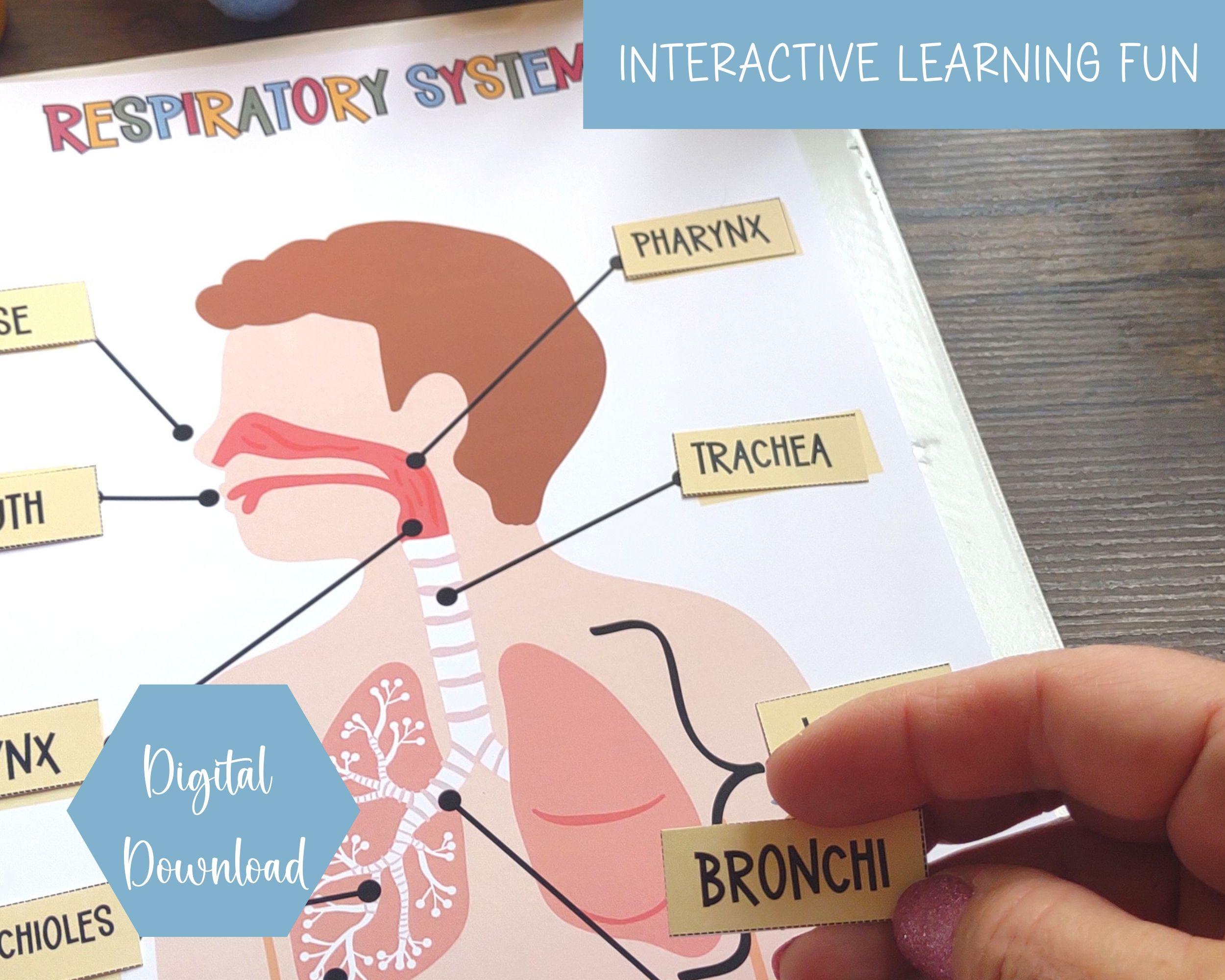 Respiratory System Busy Book Printable Quiet Book Human Anatomy for ...