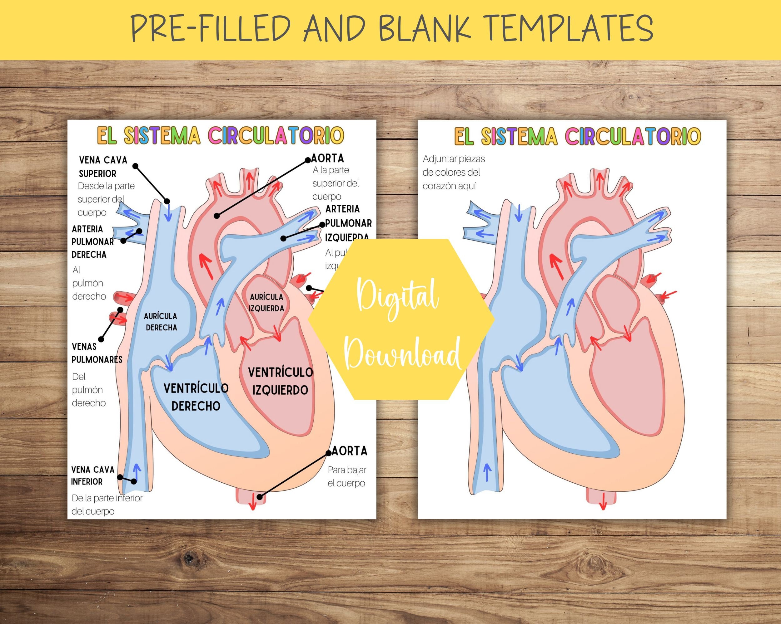 SPANISH Human Anatomy Circulatory System Busy Book Printable Preschool ...