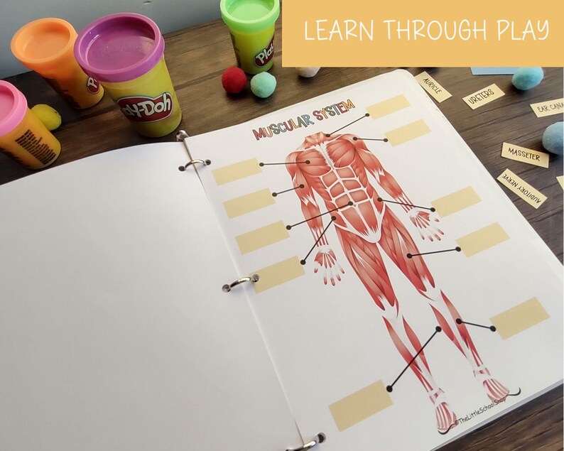 Muscular System Busy Book Printable Quiet Book Human Anatomy for Kids ...