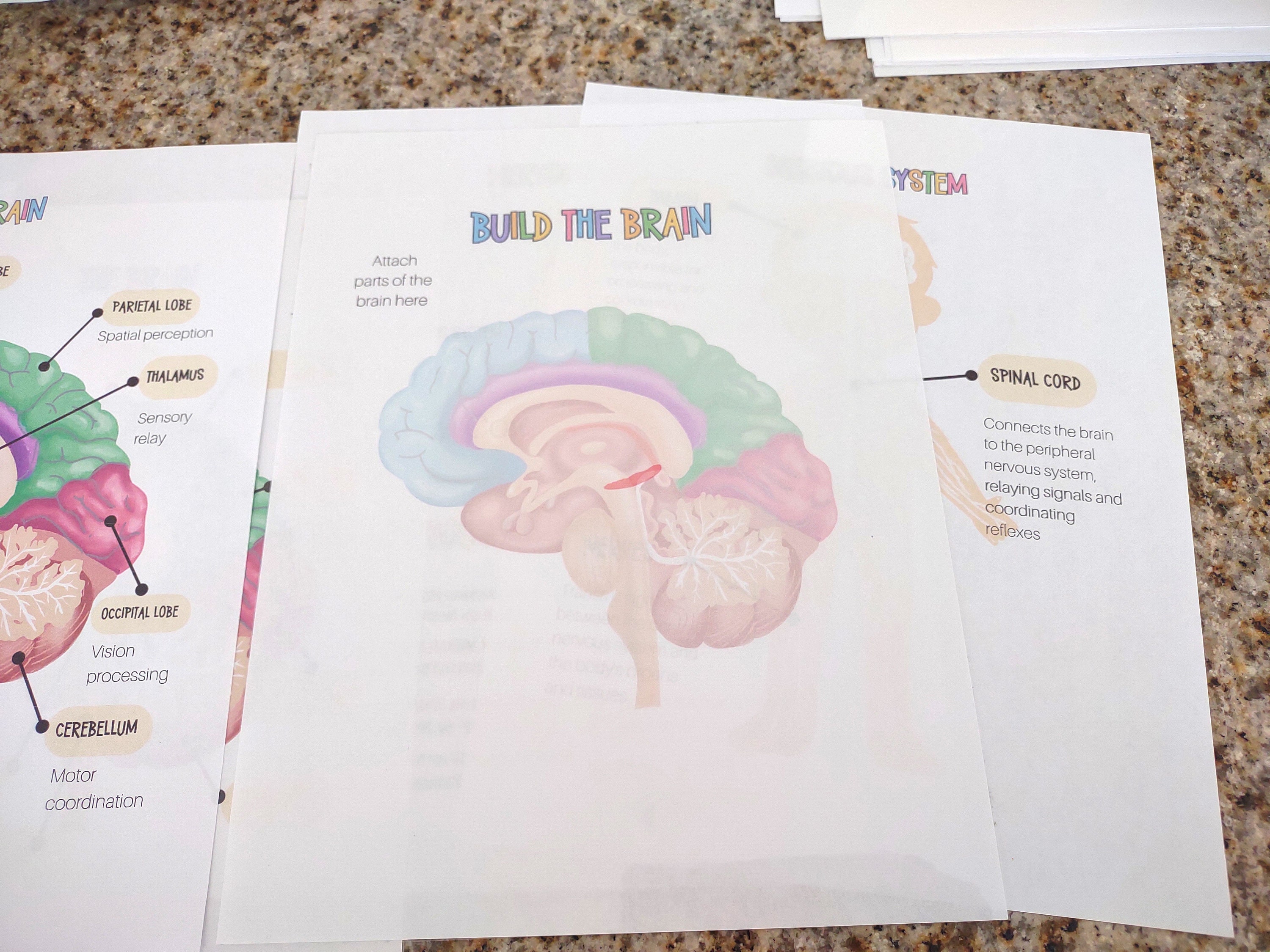 Human Nervous System Anatomy Bundle, About Me Homeschool Curriculum ...