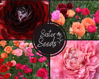 Ranunculus Seed Persian Buttercup Mix Flower Seeds 40 Seeds - Etsy