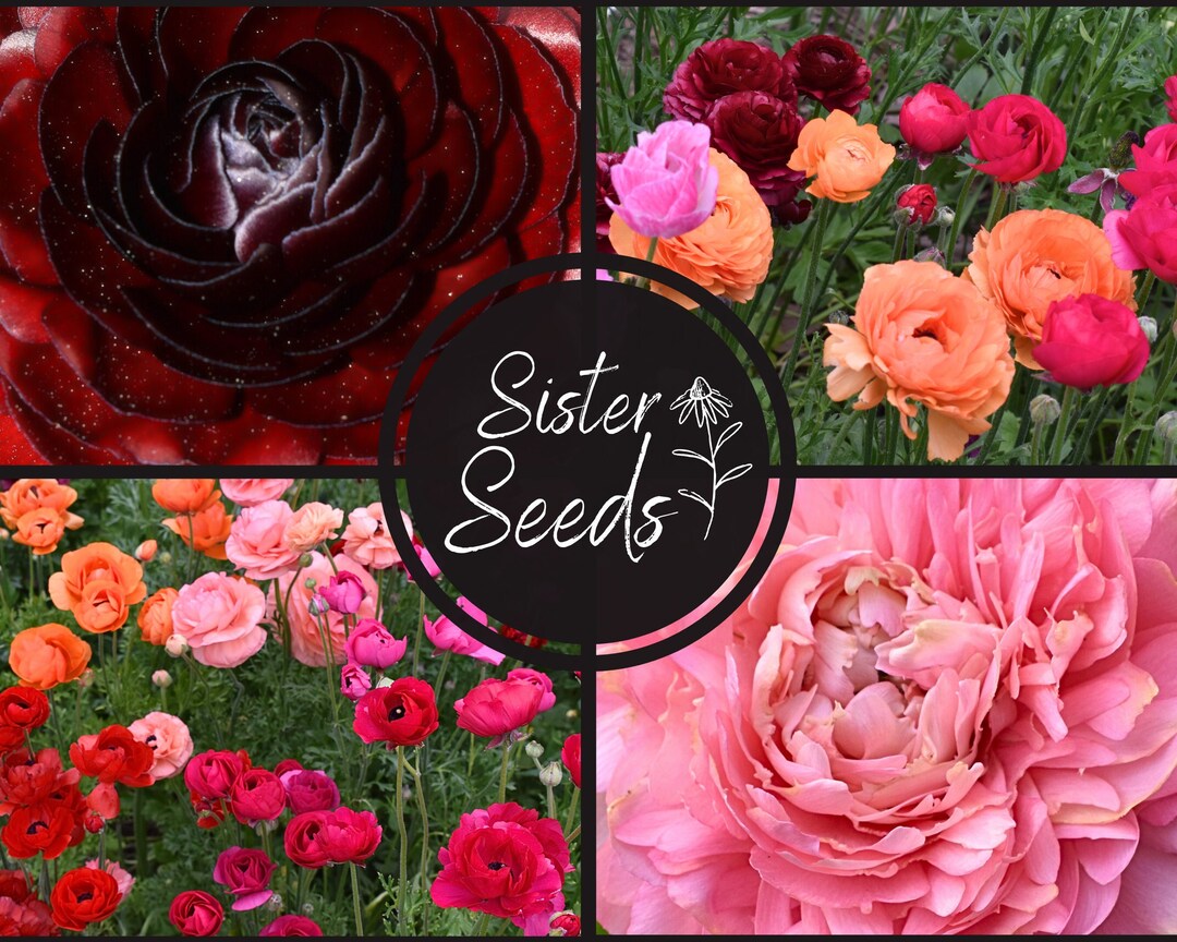 Homegrown Ranunculus Seeds 50-100 Pcs| Fresh Spring Blooms | DIY Flower ...