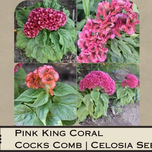 Celosia Pink King Coral Cockscomb Flower Seeds 30 or 50 Pcs| Home ...