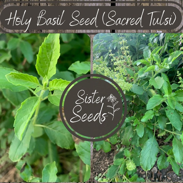 Tulsi Seeds - Etsy
