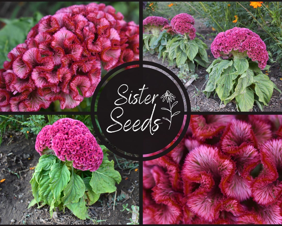 Celosia Pink King Coral Cockscomb Flower Seeds 30 or 50 Pcs| Home ...