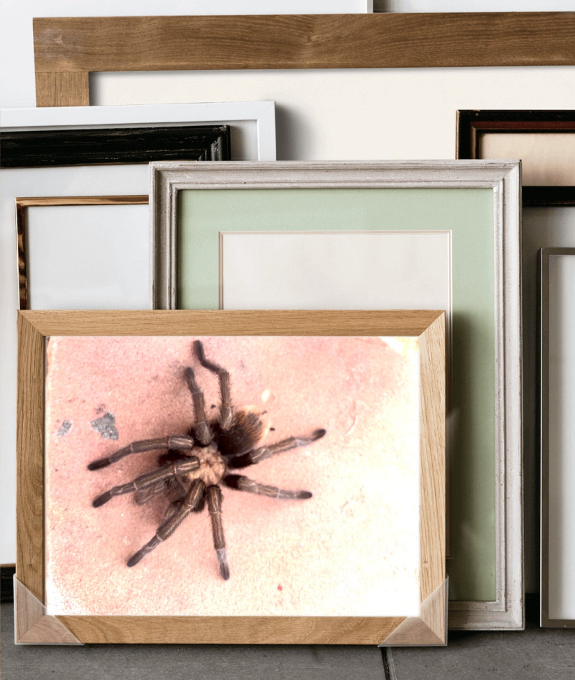 Framed Tarantula Portrait Digital Art File - Etsy