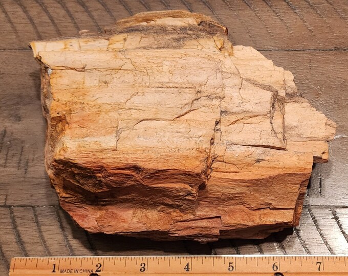 Beautiful Large Raw Natural Sample of Petrified Wood From Northern ...
