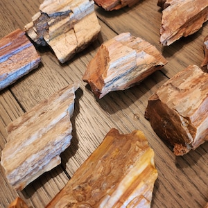 4-6 Oz Beautiful Raw Natural Petrified Wood Sample From Northern ...