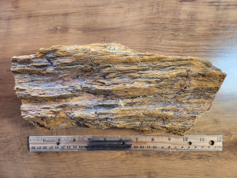6lb Golden Petrified Wood Mineral Sample From Northern Arizona ...