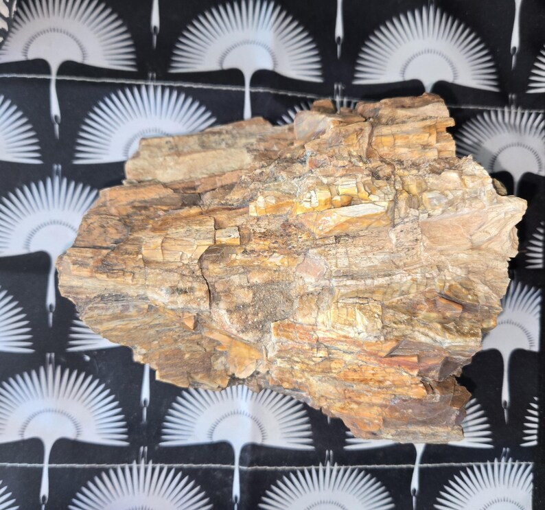 5.75 Lb Petrified Wood: Natural Large Stone Mineral Semi-precious ...