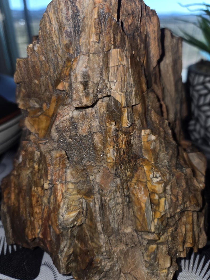 5.75 Lb Petrified Wood: Natural Large Stone Mineral Semi-precious ...