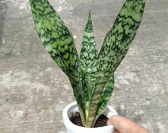 Jaboa Snake Plant - Etsy