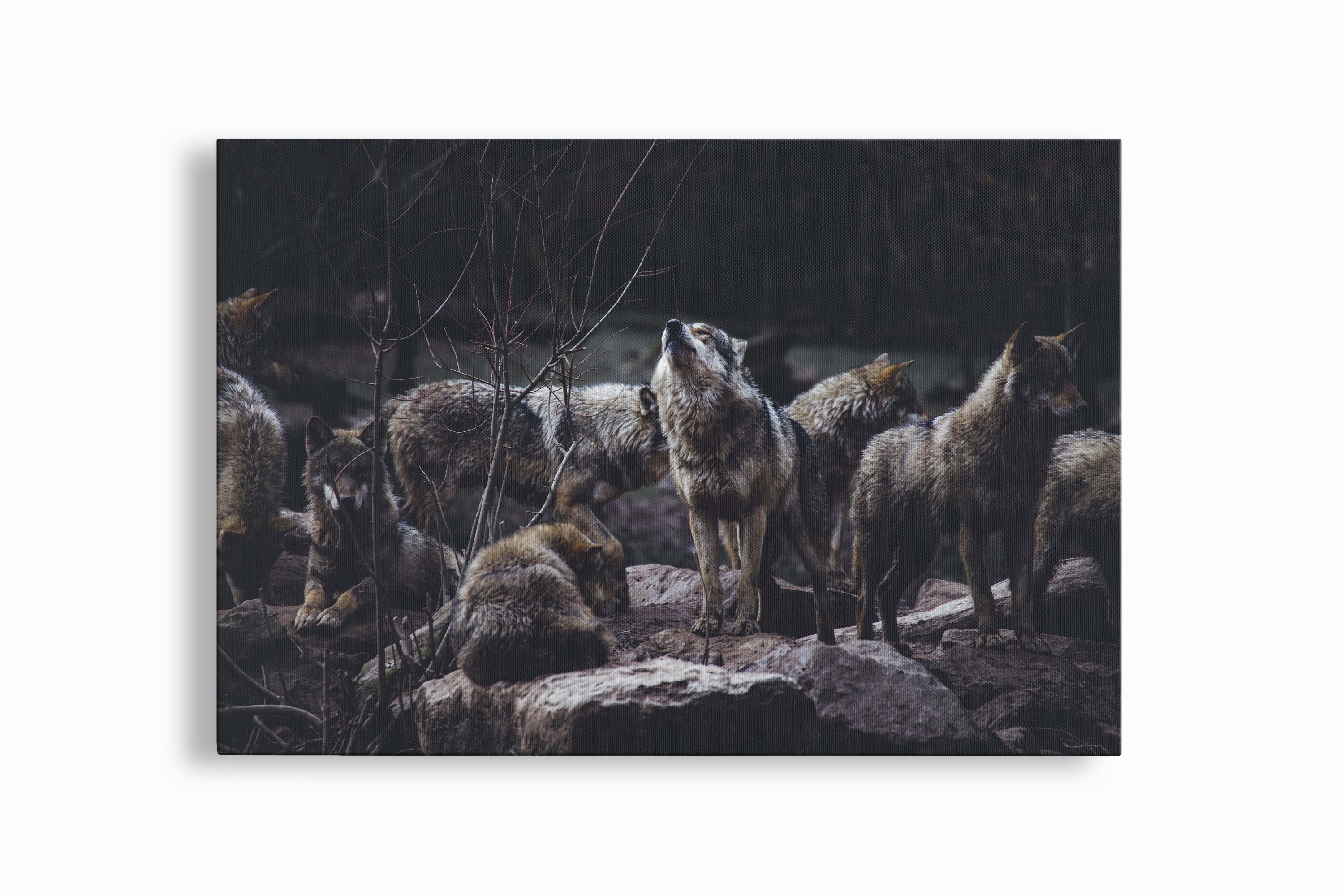 Howling Wolf Pack Artwork Timber Wolf Print on Framed Canvas Wall Art ...
