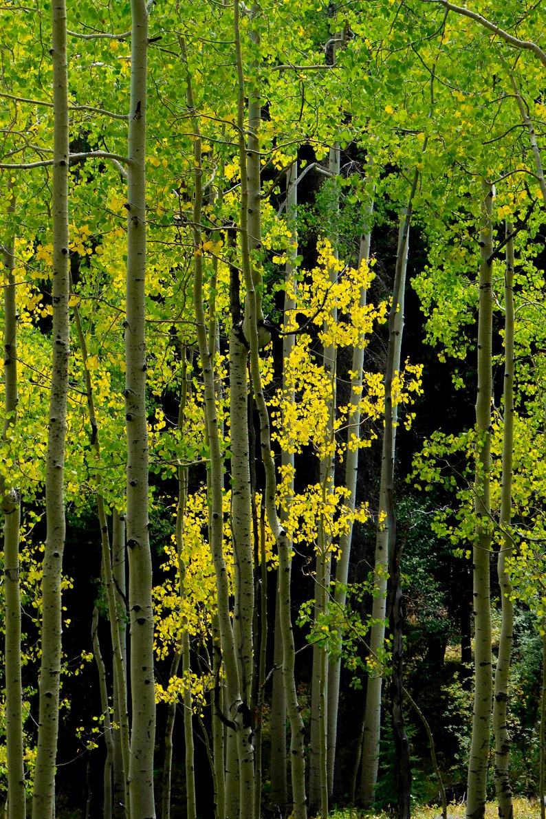 Aspens Changing Colors - Large Printable Photography Wall Art - Virtual ...