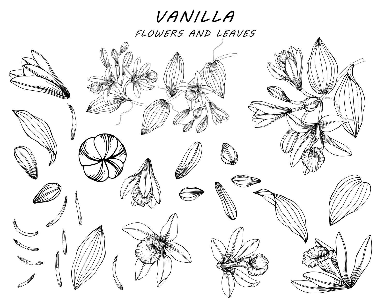 Vanilla Flower SVG, Vanilla Svg, Vanilla Clipart, Vanilla Files for ...