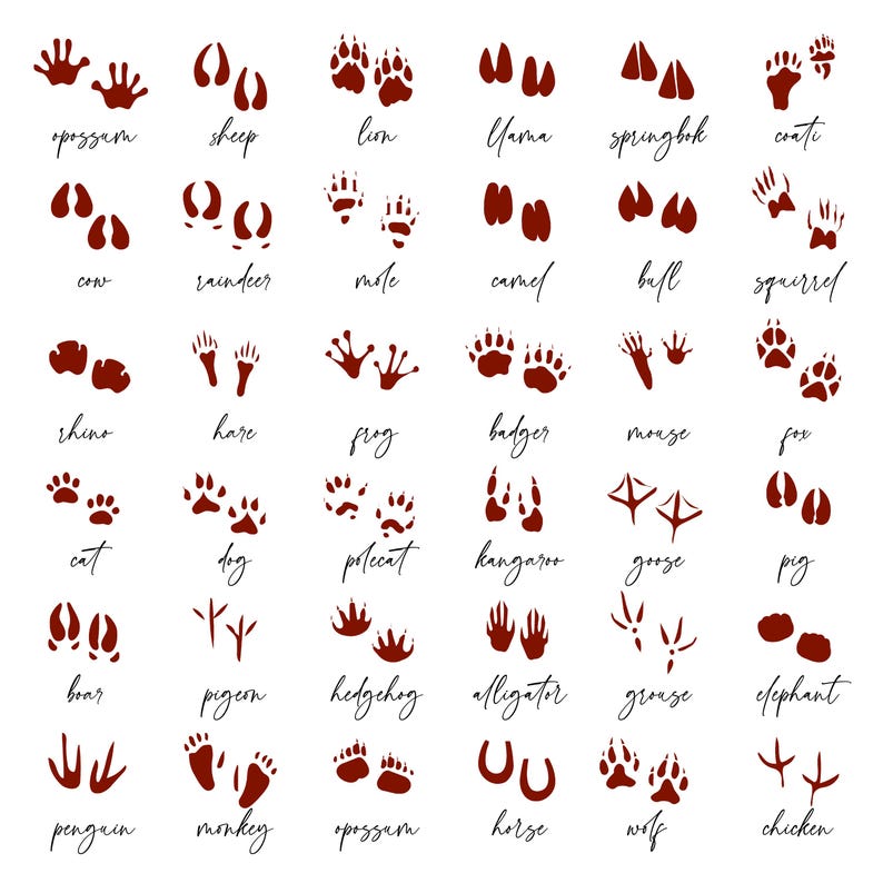 36 Animal Tracks Machine Embroidery Design, Animal Footprints Machine ...