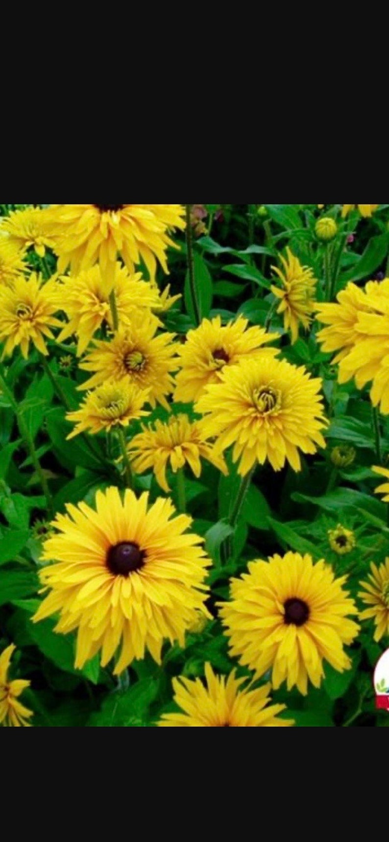35 Rudbeckia Double Golden Daisy Seeds - Etsy