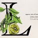 Lemon Alphabet Citrus Letters Yellow Lemon Lime ABC Digital Graphic Set ...