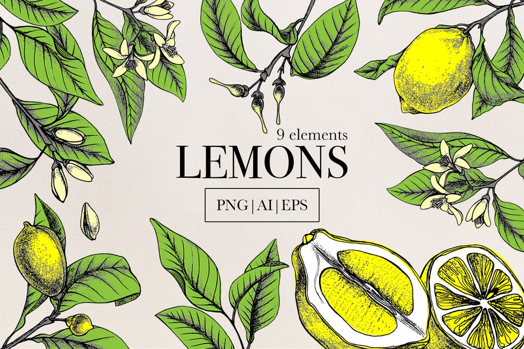 Imágenes Prediseñadas de limón Arte digital de cítricos Imágenes ...
