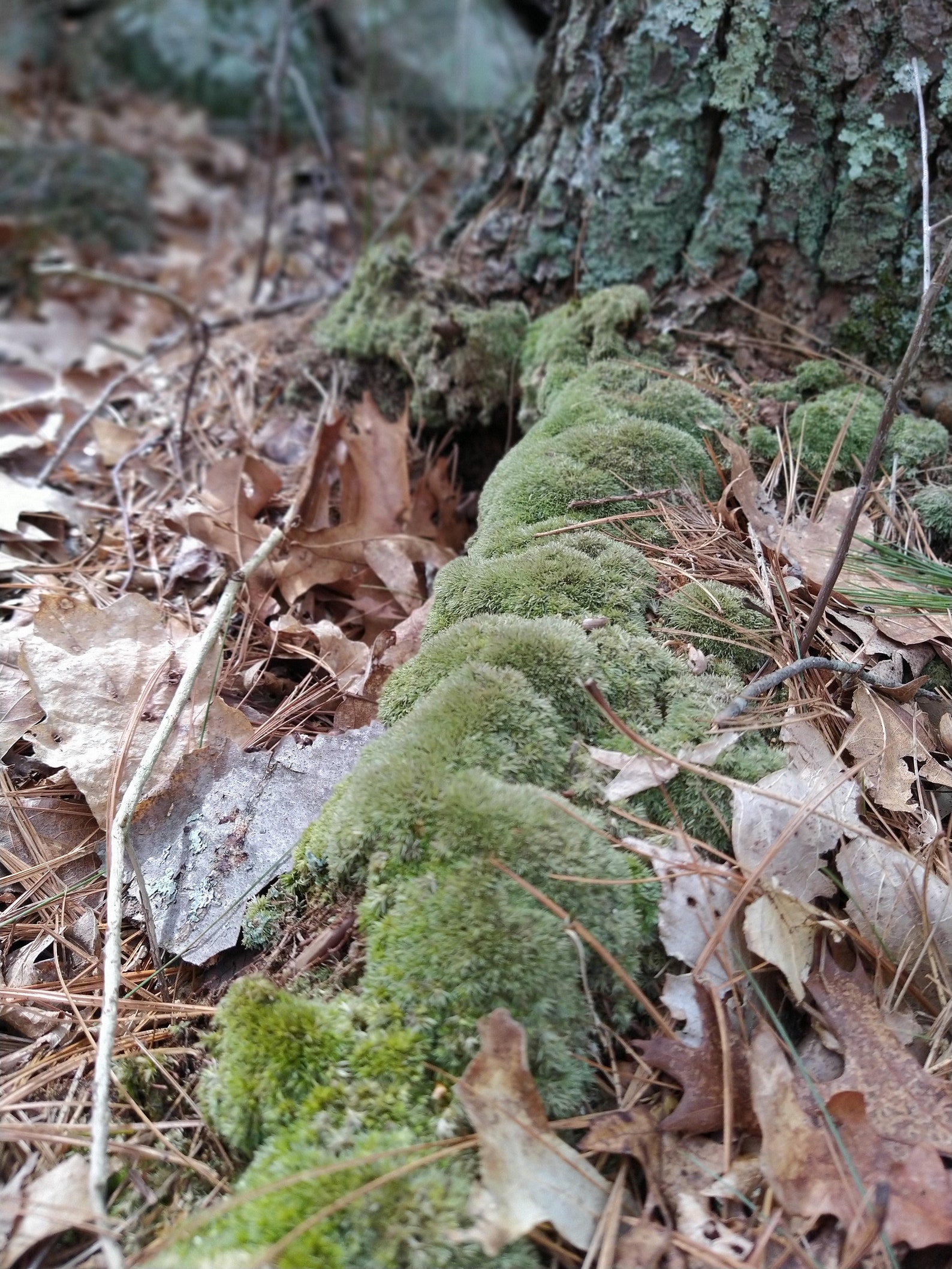 Assorted Fresh Moss - Etsy