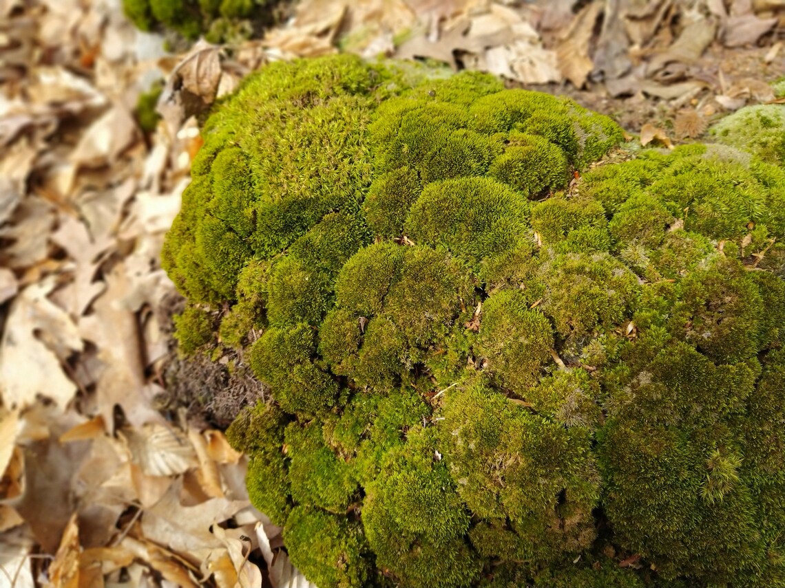 Assorted Fresh Moss - Etsy