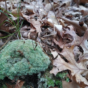 Assorted Fresh Moss - Etsy