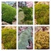 Assorted Fresh Moss - Etsy