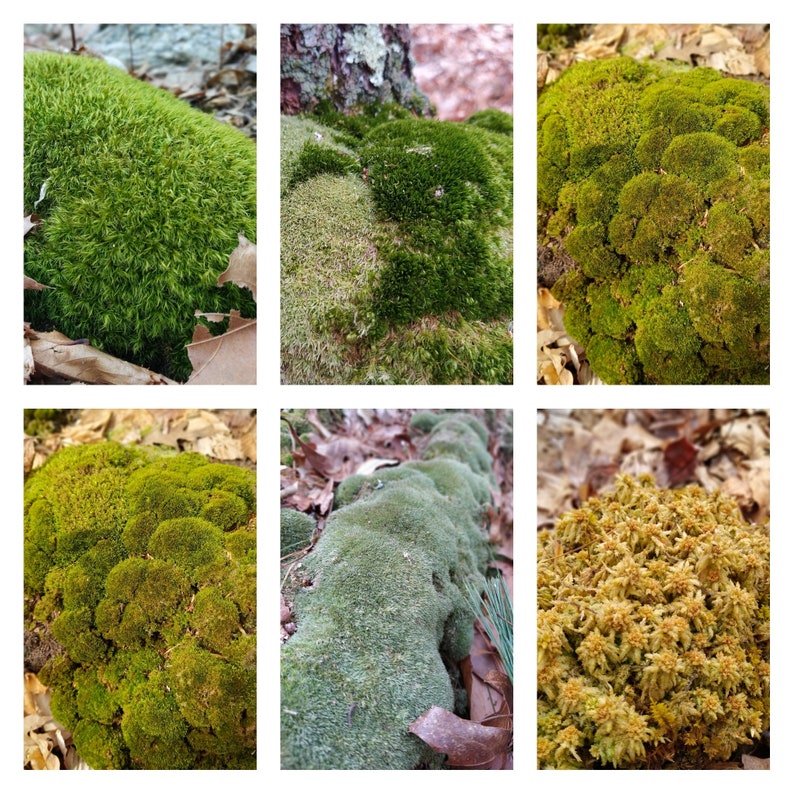 Assorted Fresh Moss - Etsy