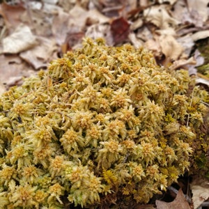 Assorted Fresh Moss - Etsy