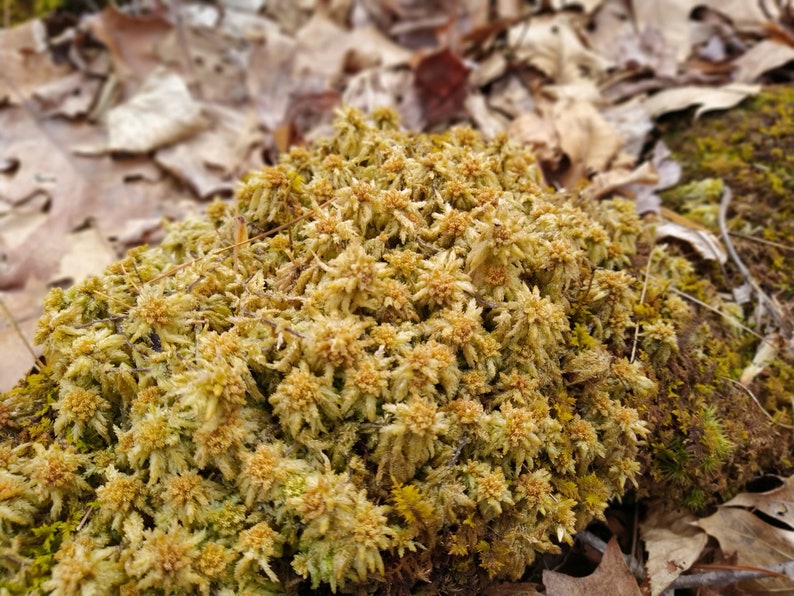 Assorted Fresh Moss - Etsy