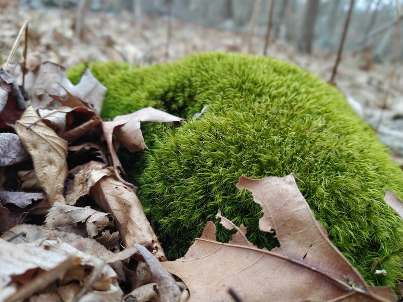 Assorted Fresh Moss - Etsy
