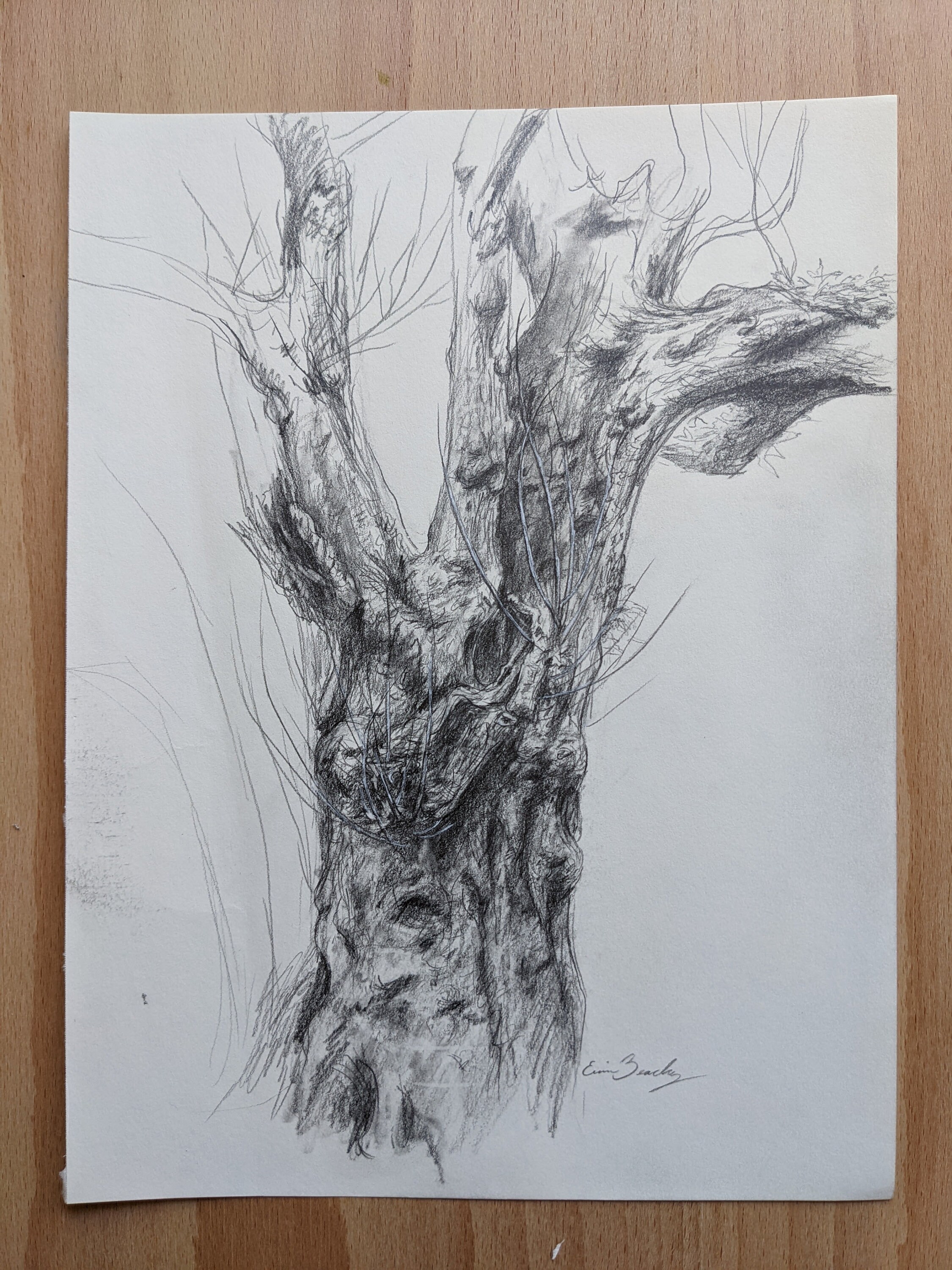 Old Tree Pencil Drawing - Etsy