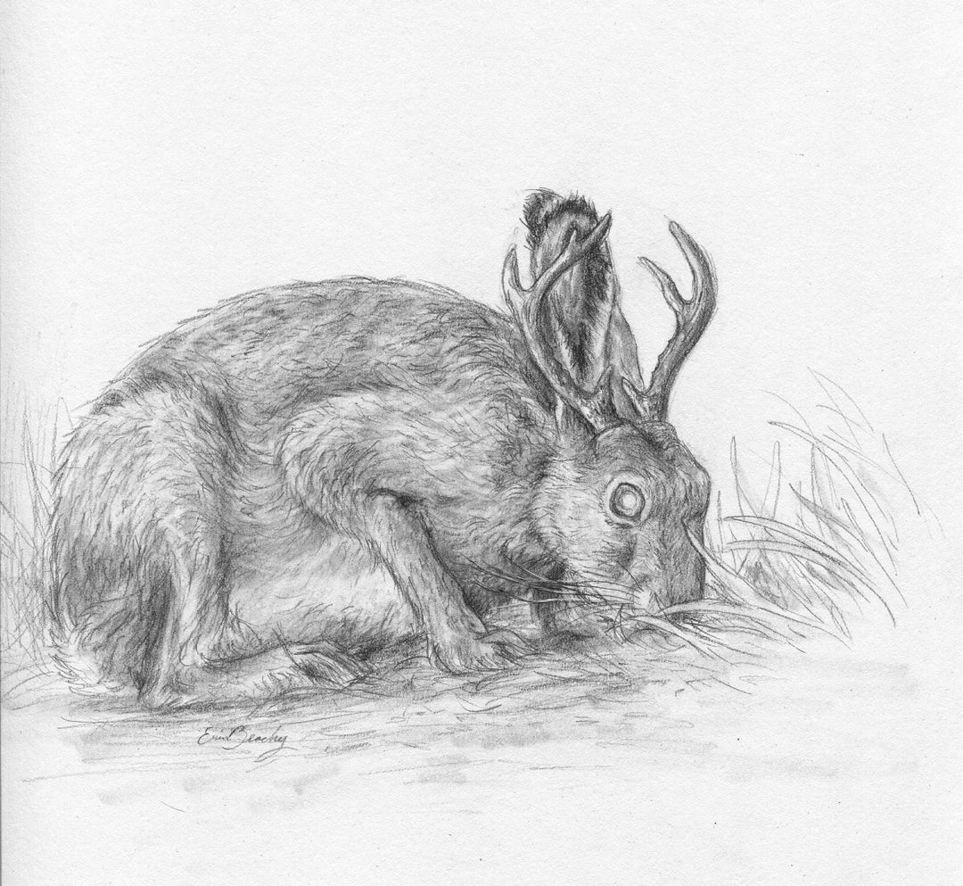 Jackalope Pencil Drawing - Etsy