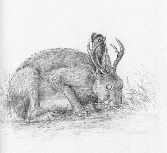 Jackalope Pencil Drawing - Etsy