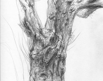 Tree Pencil Drawing Art Print Tree Art Print Oak Tree Old - Etsy