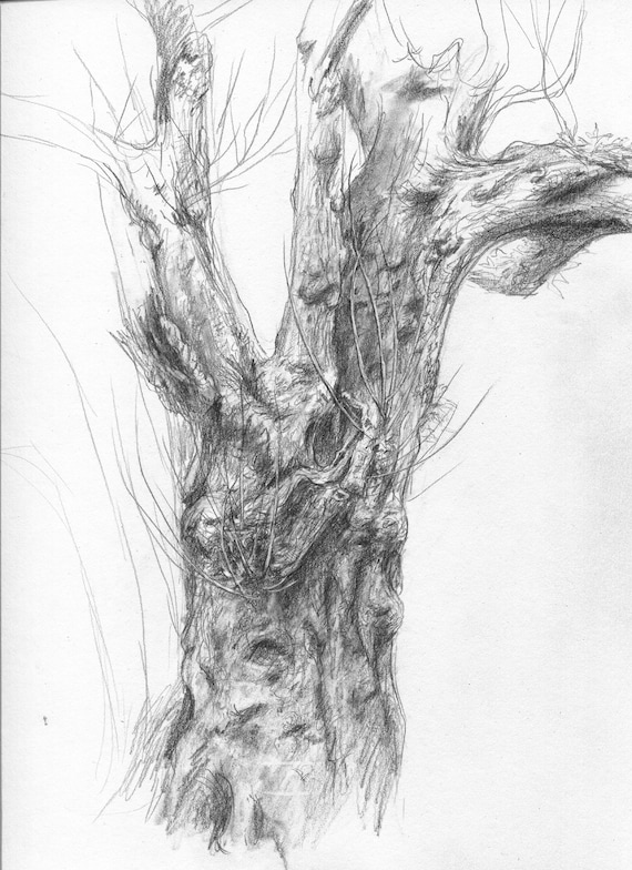 Old Tree Pencil Drawing - Etsy