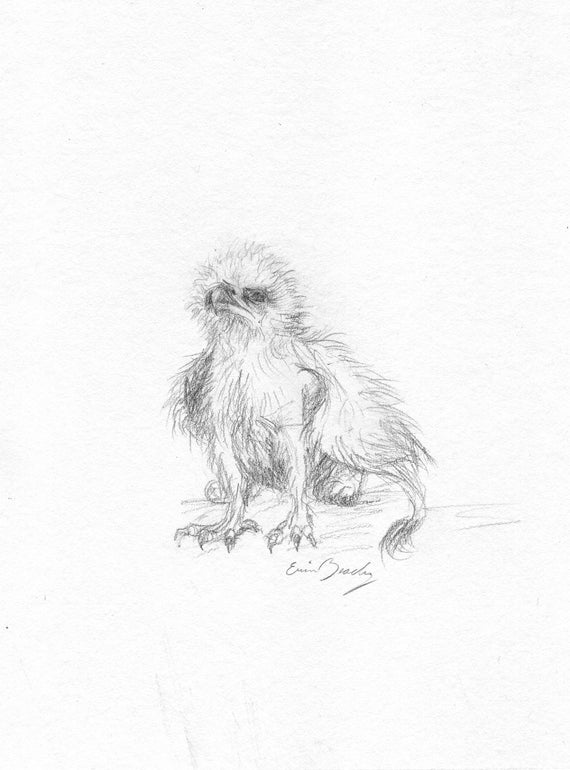 Baby Griffin Drawings