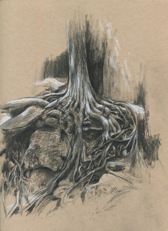 Tree Roots Drawing Color