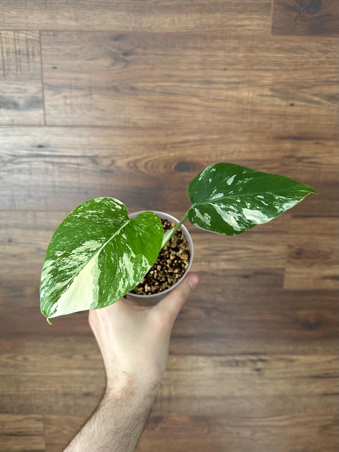 Monstera Albo white Tiger Marbled Starter Plant - Etsy