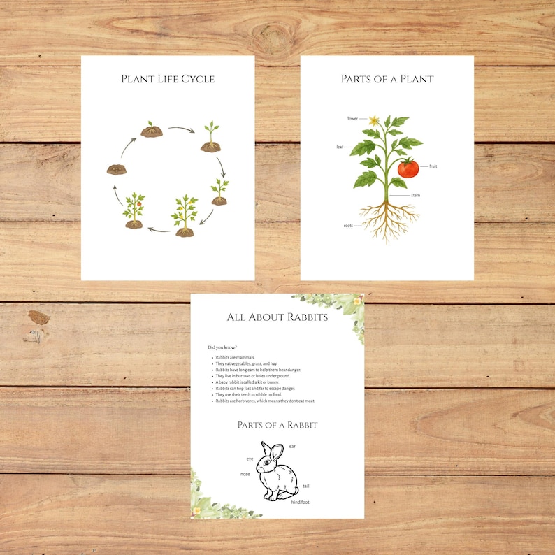 Peter Rabbit Book Companion Printable | Homeschool Unit Study | Garden ...