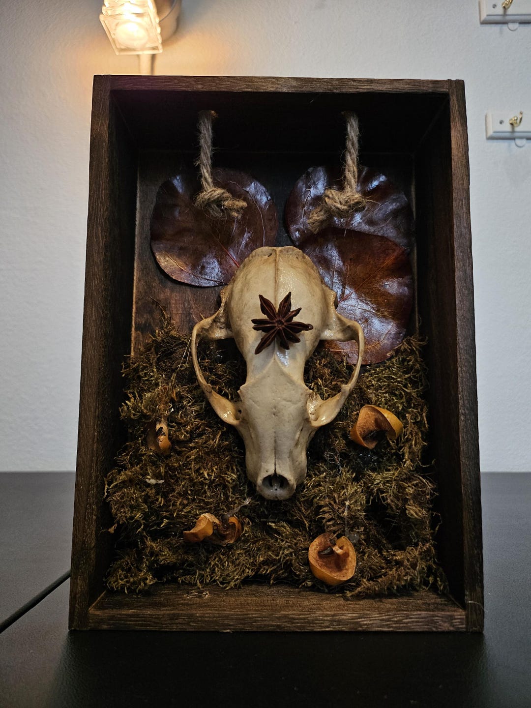 Raccoon Skull Shelf Decor - Etsy